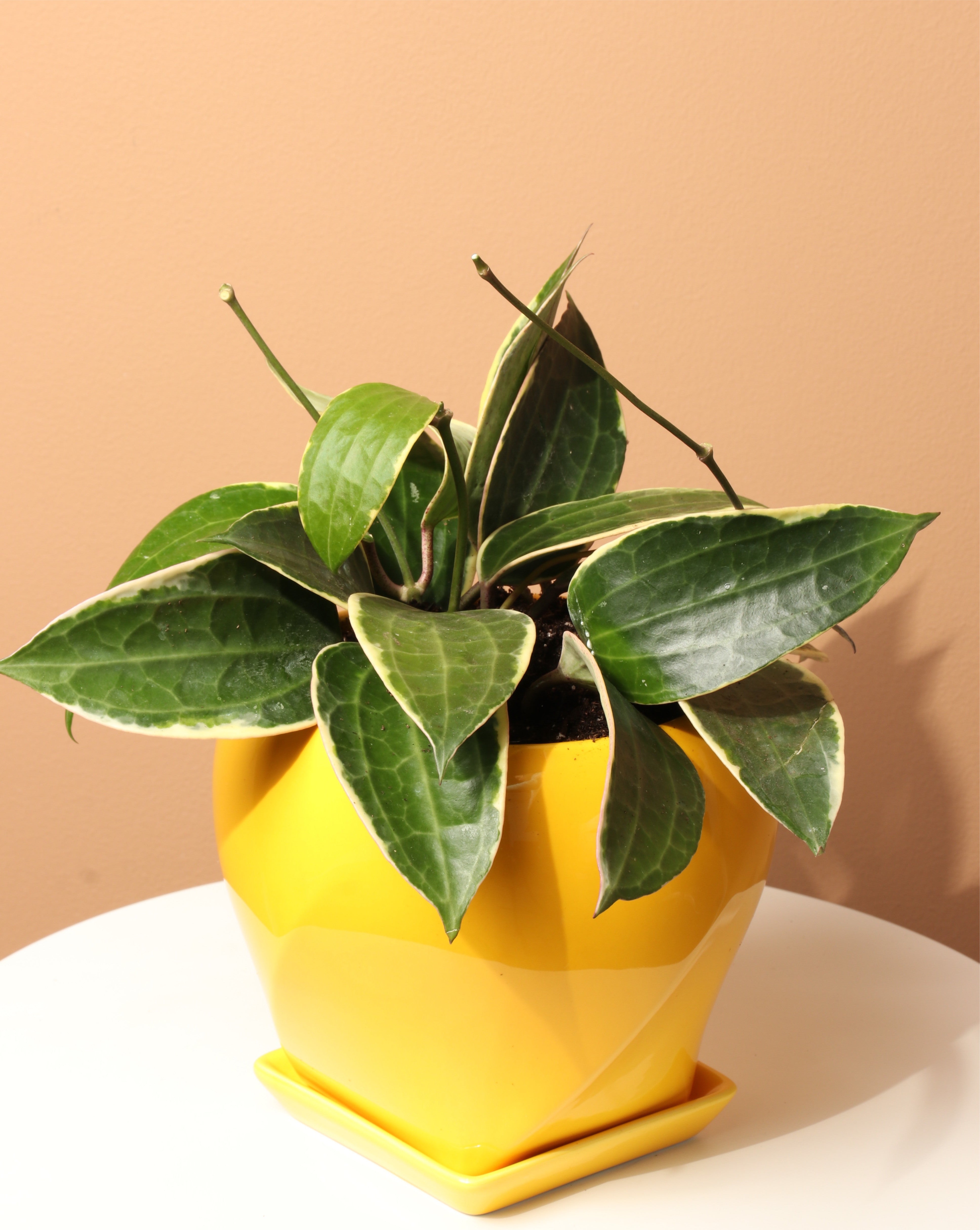 Medium Hoya Variegata – Dahing Plants