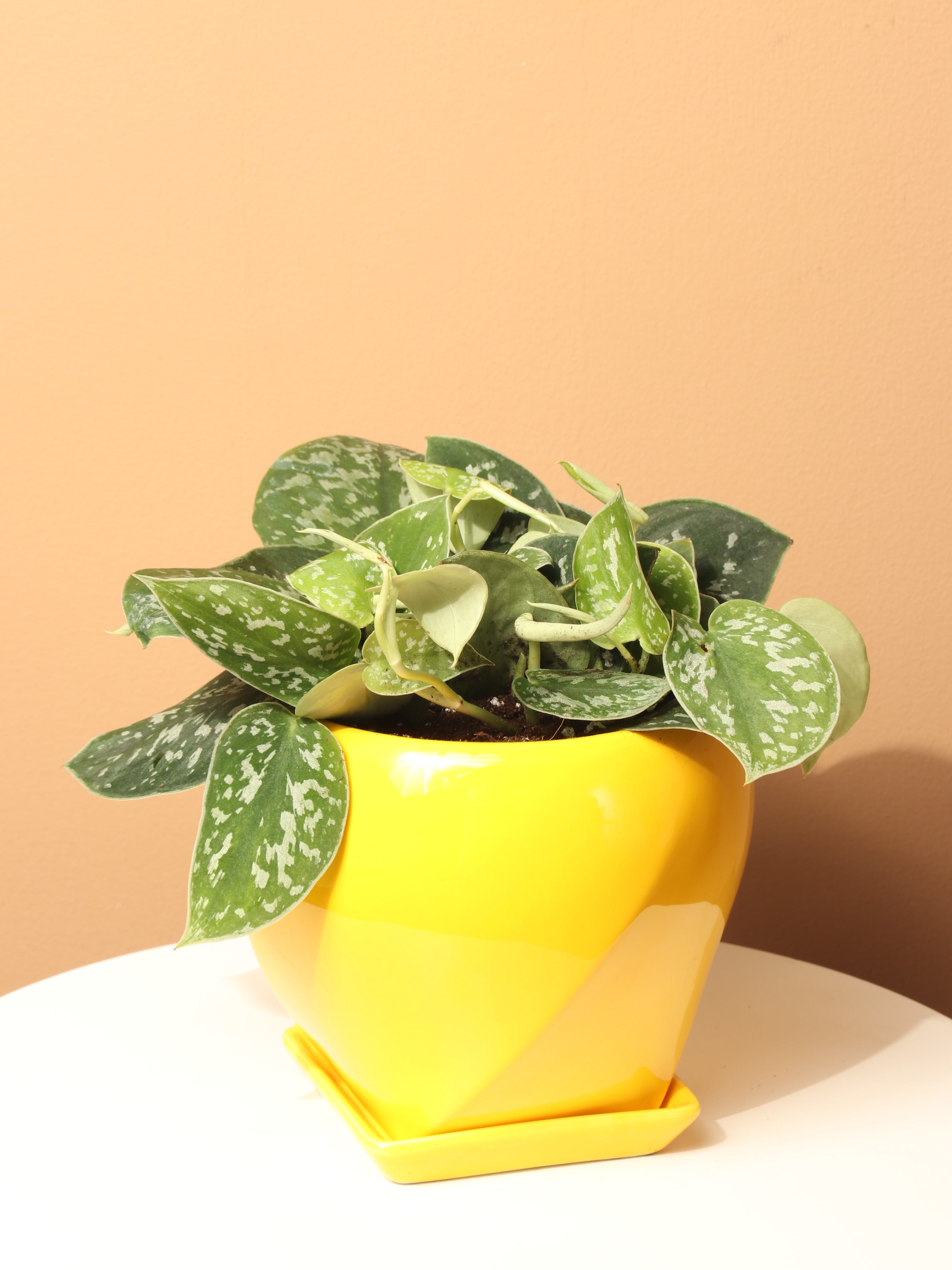 Medium Satin Pothos (Scindapsus pictus) – Dahing Plants