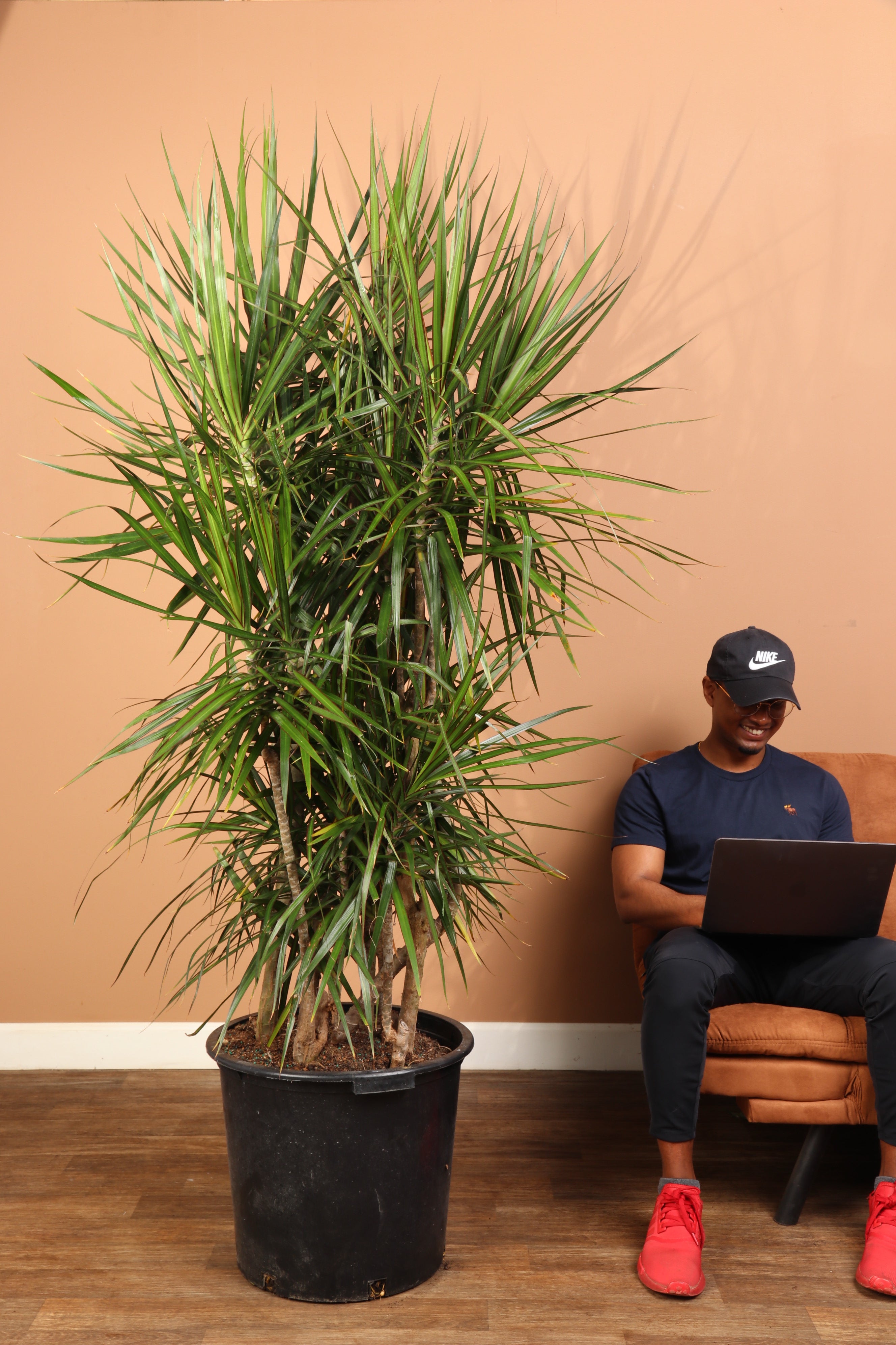 7-10FT Dracaena Marginata – Dahing Plants