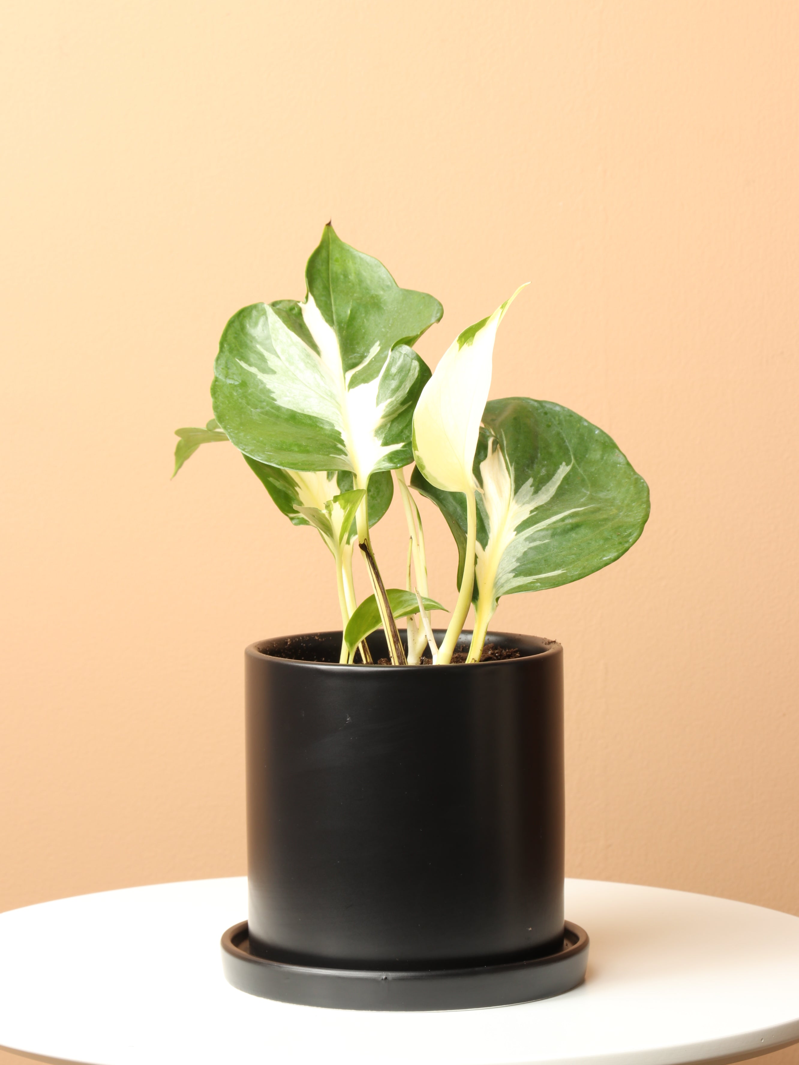 Small Pothos 'Manjula' – Dahing Plants