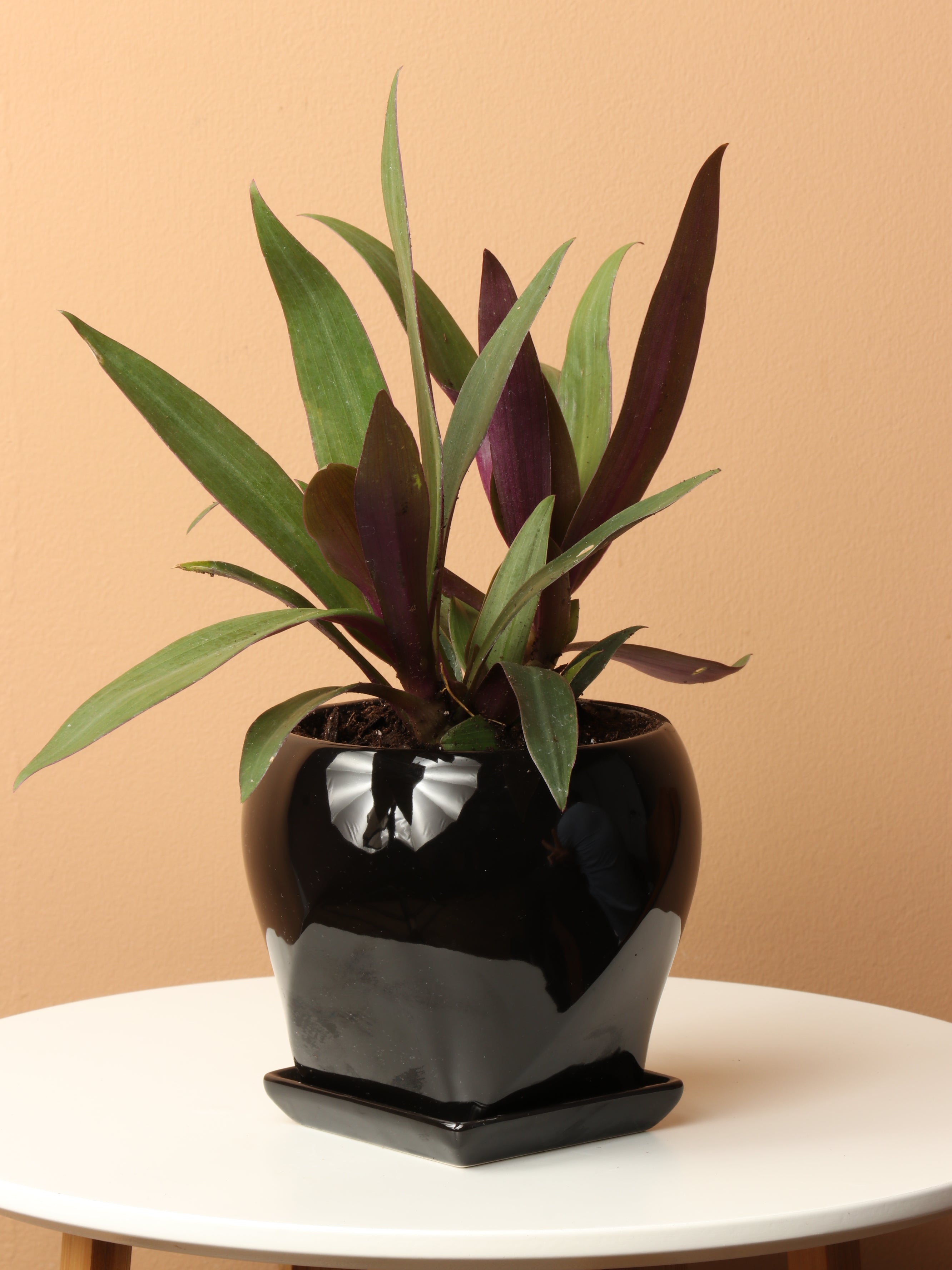 Small Moses In The Cradle – Dahing Plants