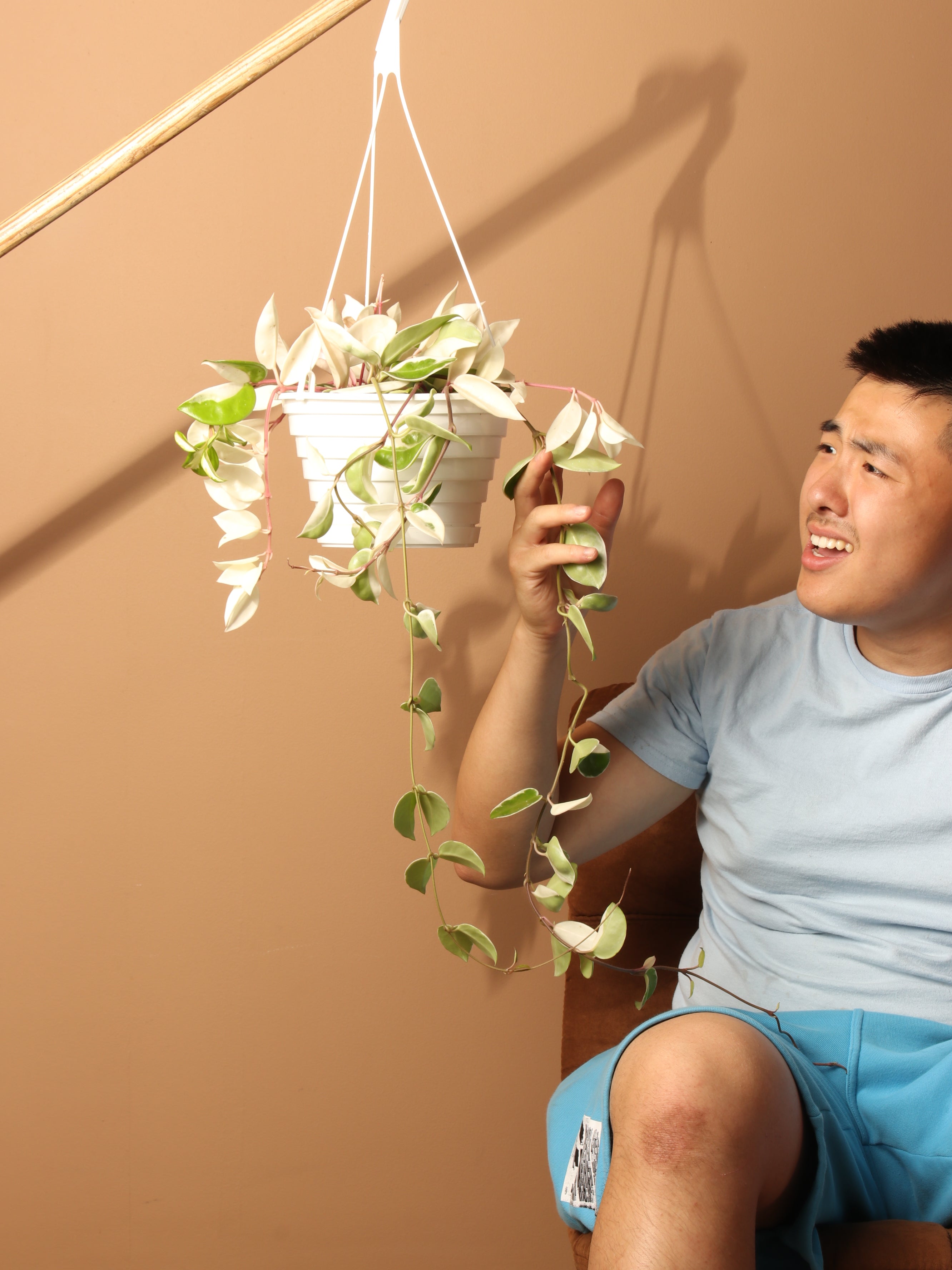 Hanging Hoya 'Krimson Queen' – Dahing Plants