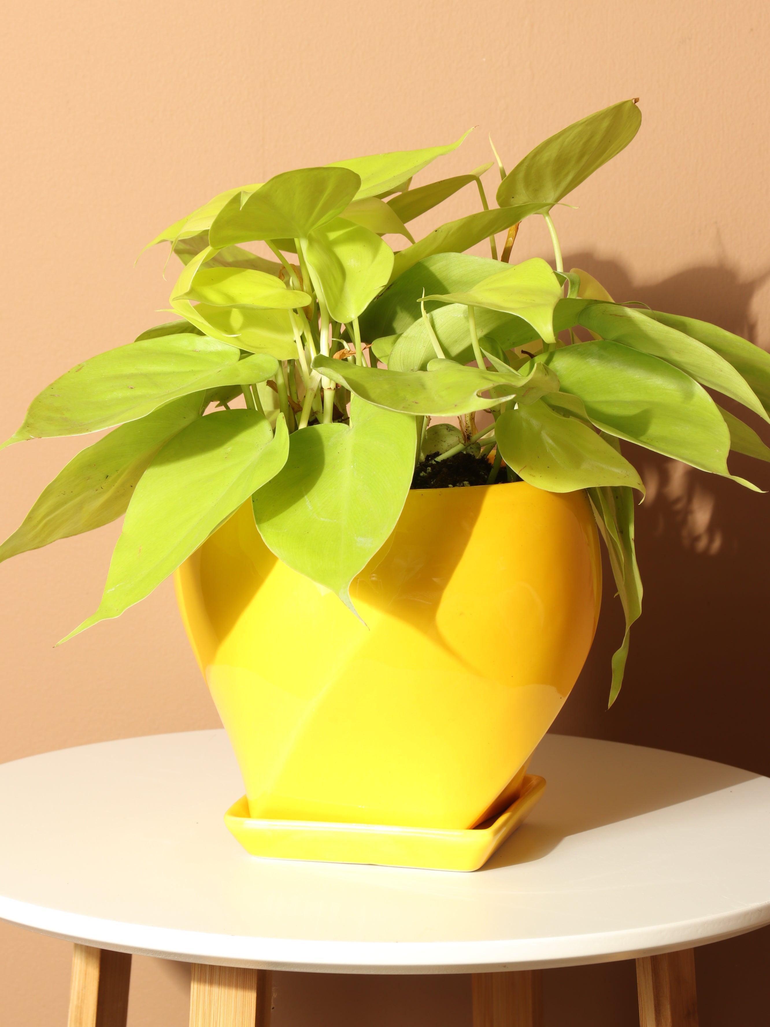 Medium Neon Philodendron – Dahing Plants