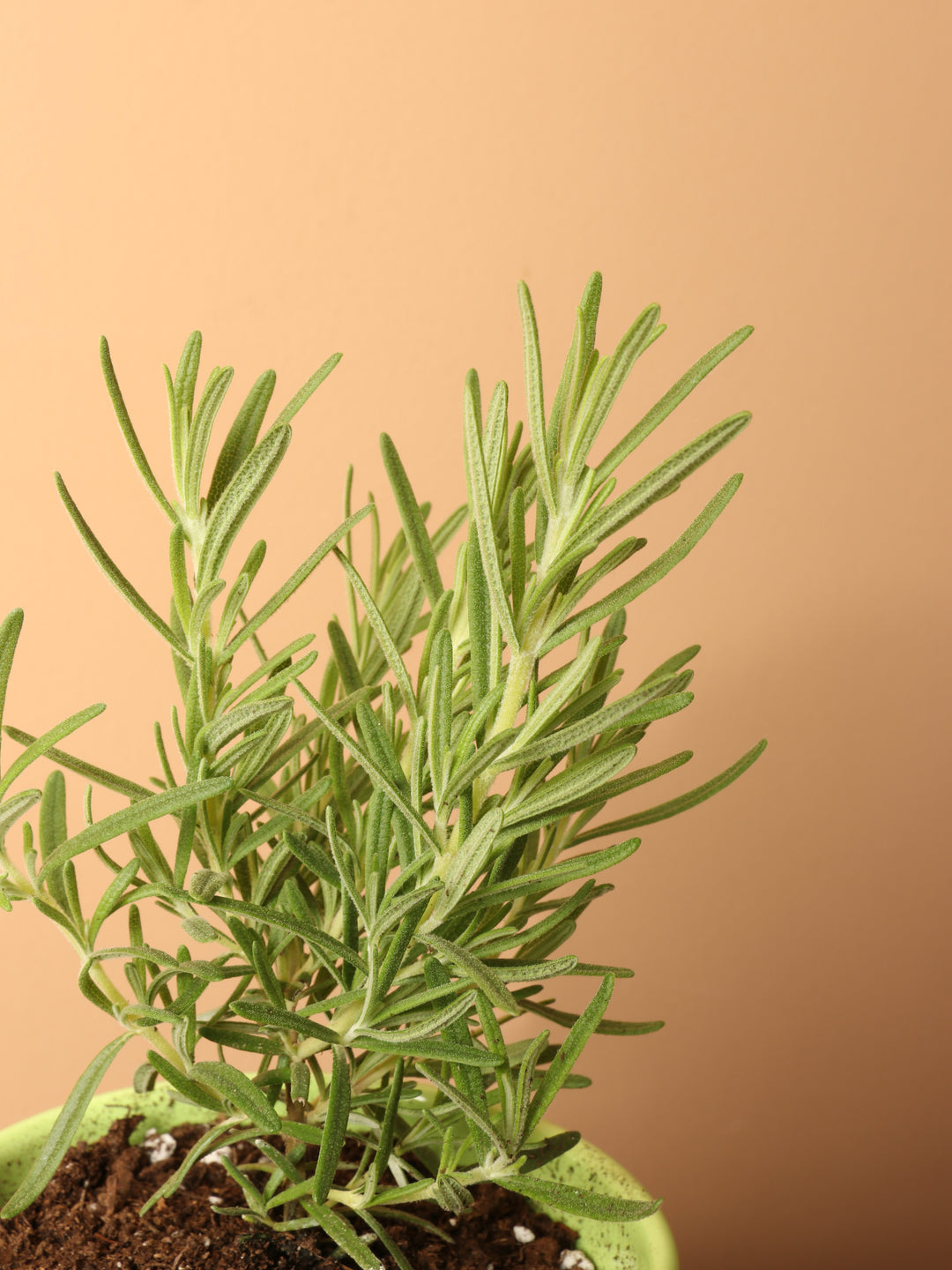 Young Rosemary Plant Rosemary Seed Packets Heirloom Seeds Fast Growing